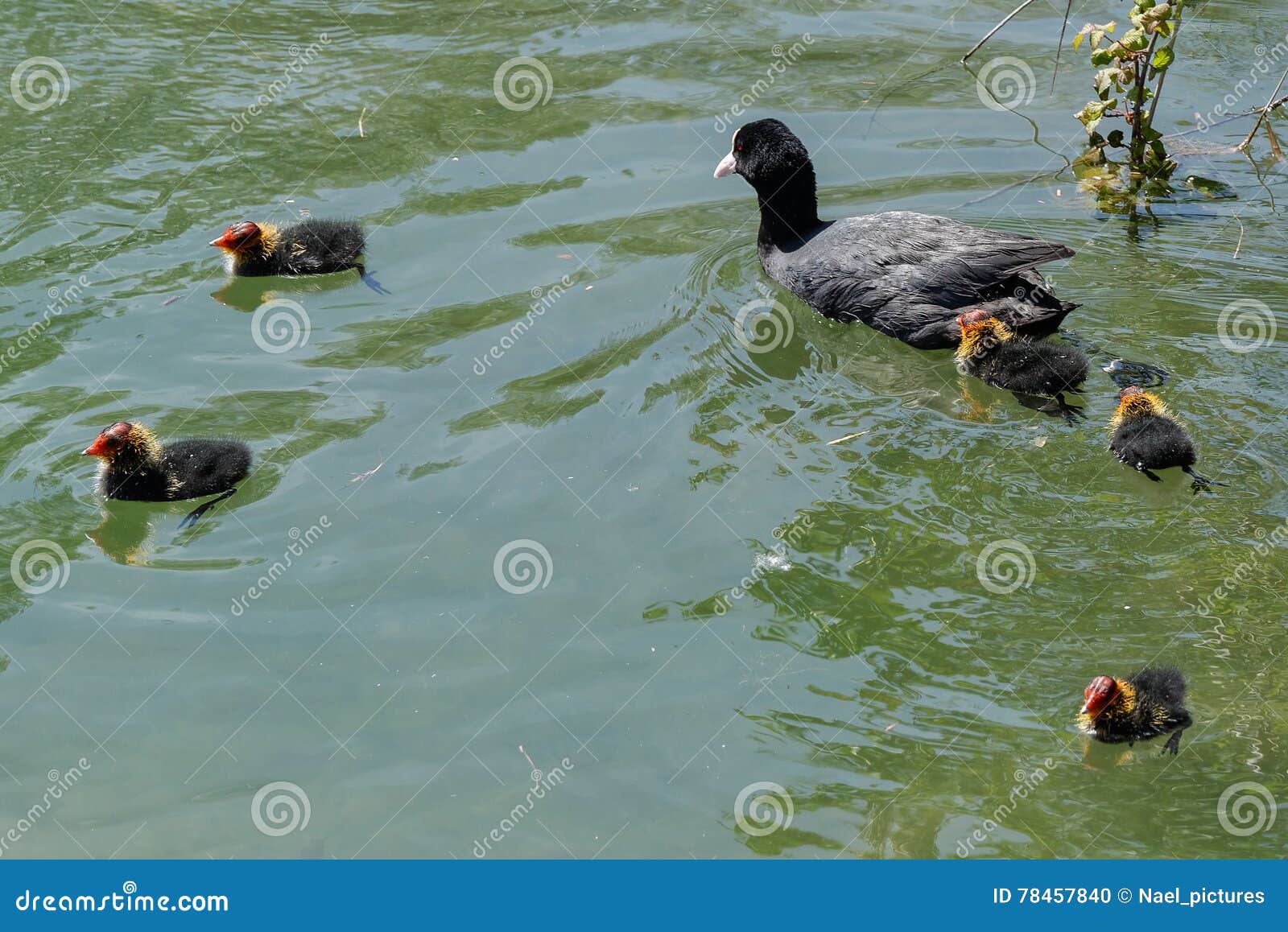 Eurasian Coot and Its Babies Stock Photo - Image of animal, crest: 78457840