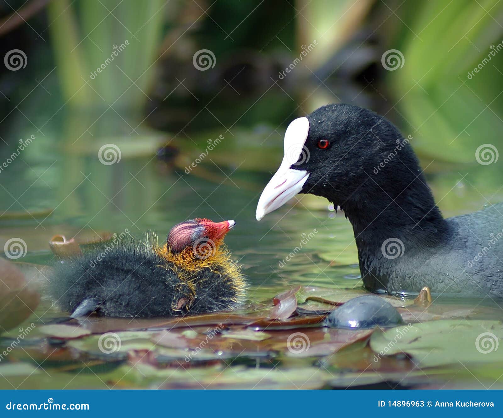 Eurasian Coot with Its Baby Stock Image - Image of pond, black: 14896963