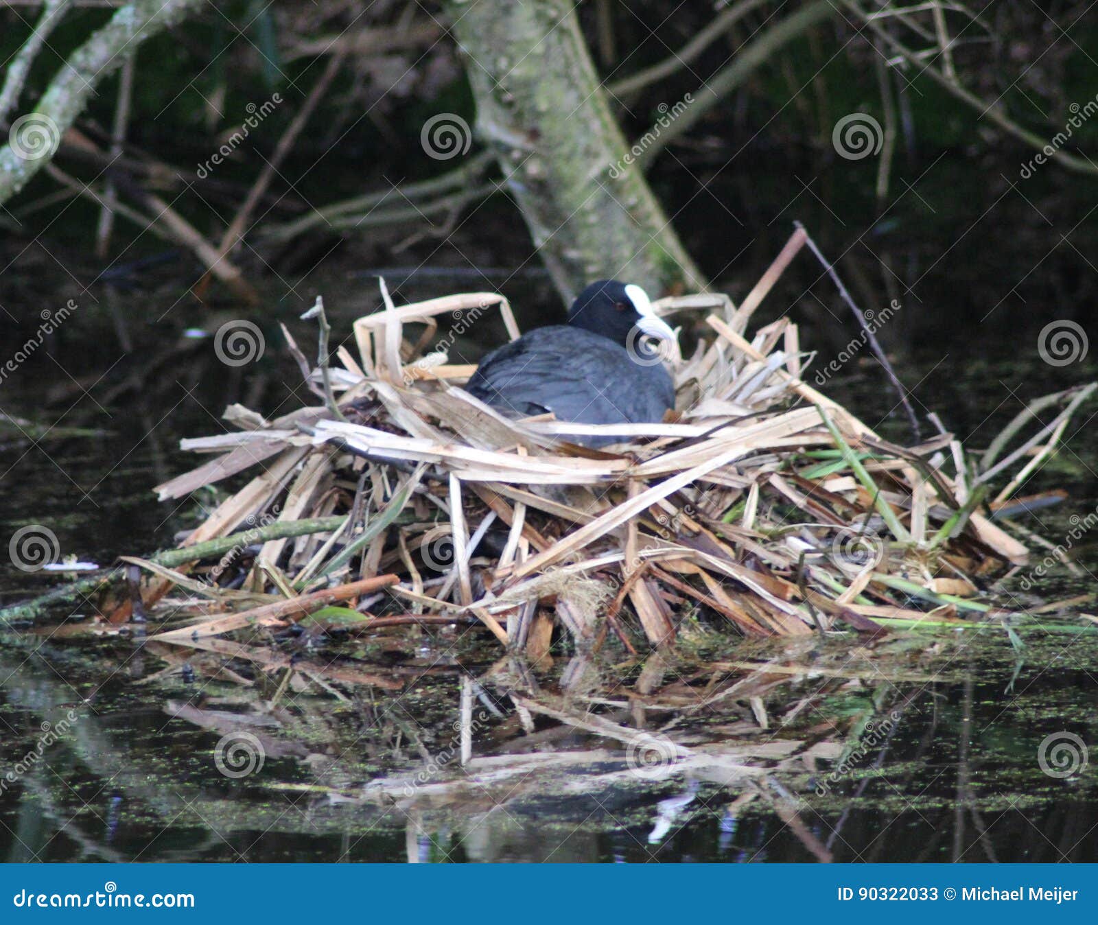 Eurasian coot on nest stock image. Image of flight, closeup - 90322033