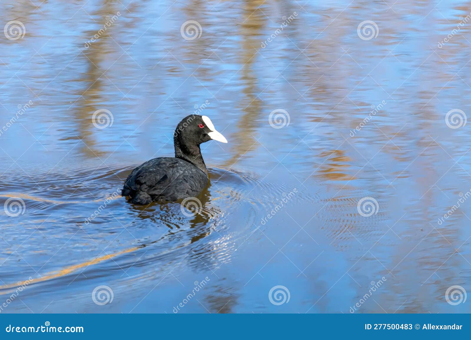Eurasian Coot on the Water Surface Stock Image - Image of nature ...