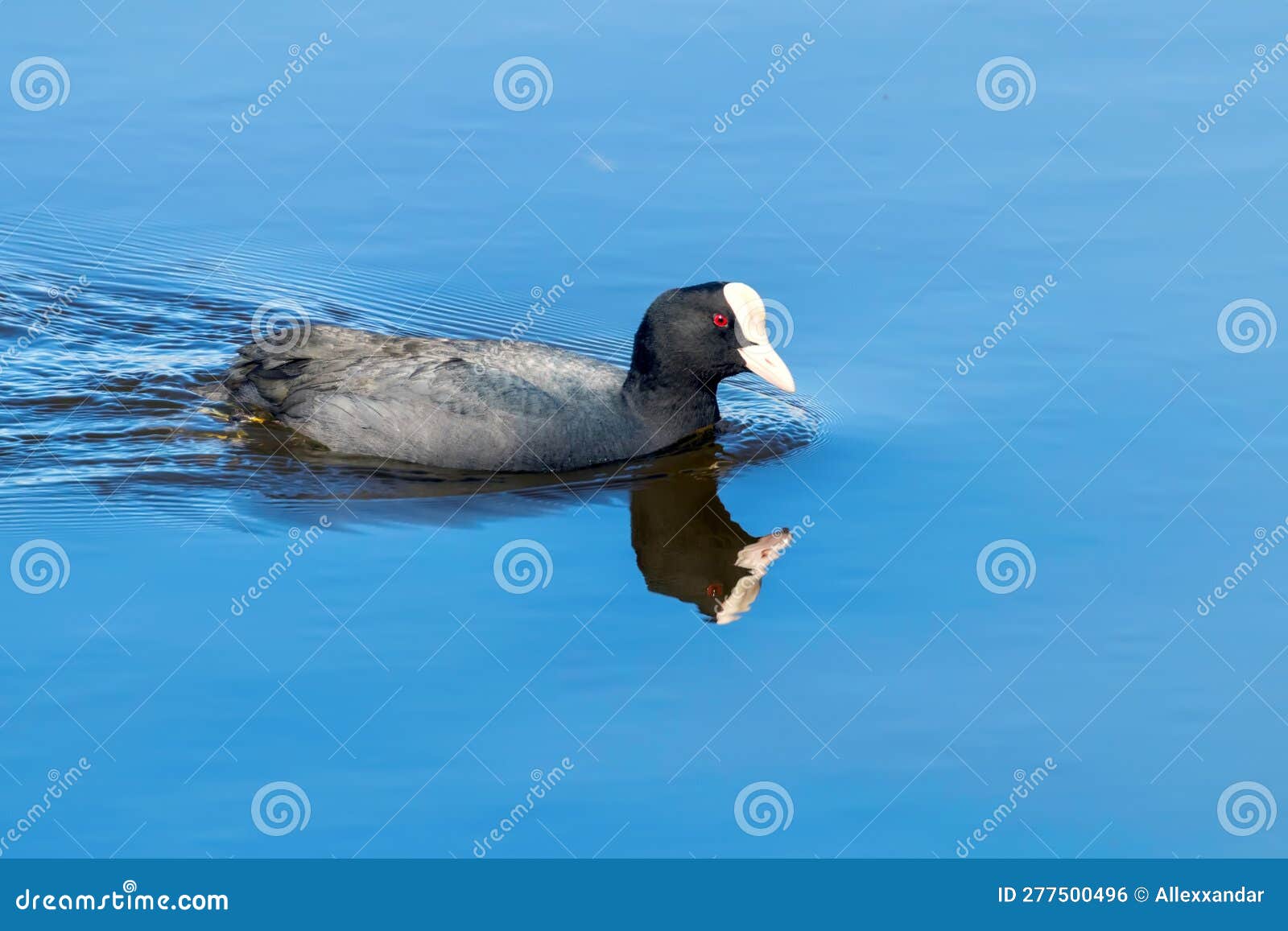 Eurasian Coot on the Water Surface Stock Photo - Image of fulica ...