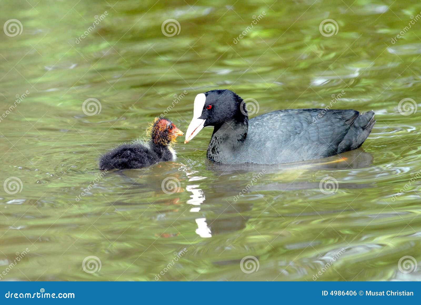 Eurasian Coot and young stock photo. Image of food, green - 4986406