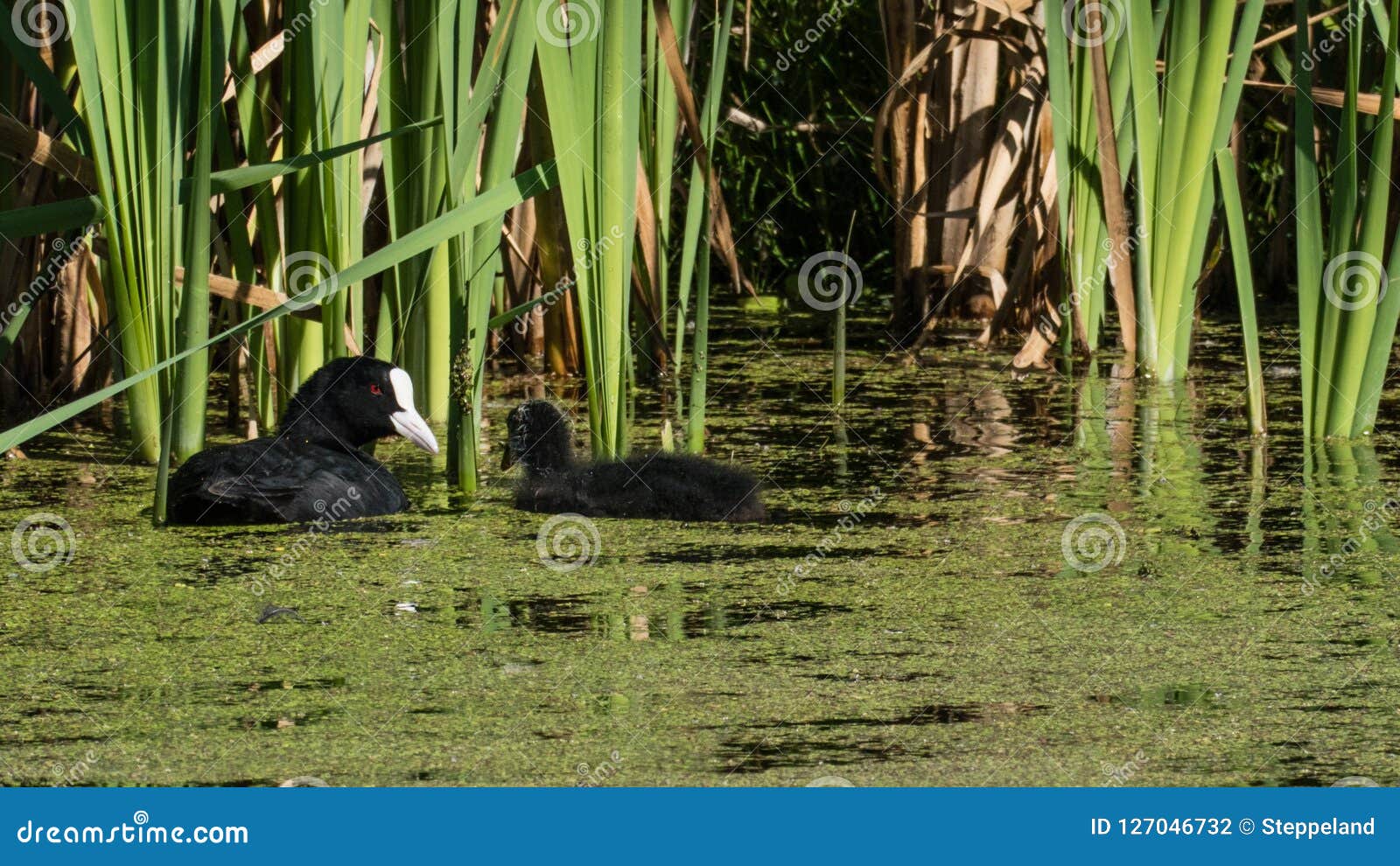 Young Man Facing Choice Between Two Different Path Royalty-Free Stock ... Young Man Facing Choice Between Two Different Path Royalty-Free Stock ...