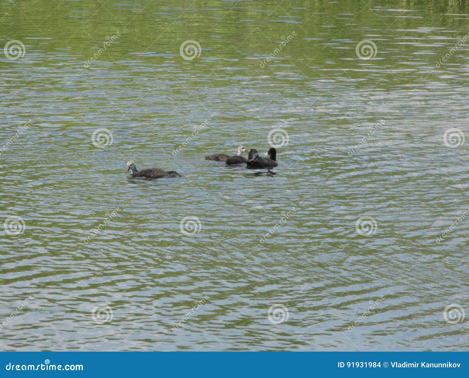 Eurasian coots stock photo. Image of wild, reservoir - 91931984