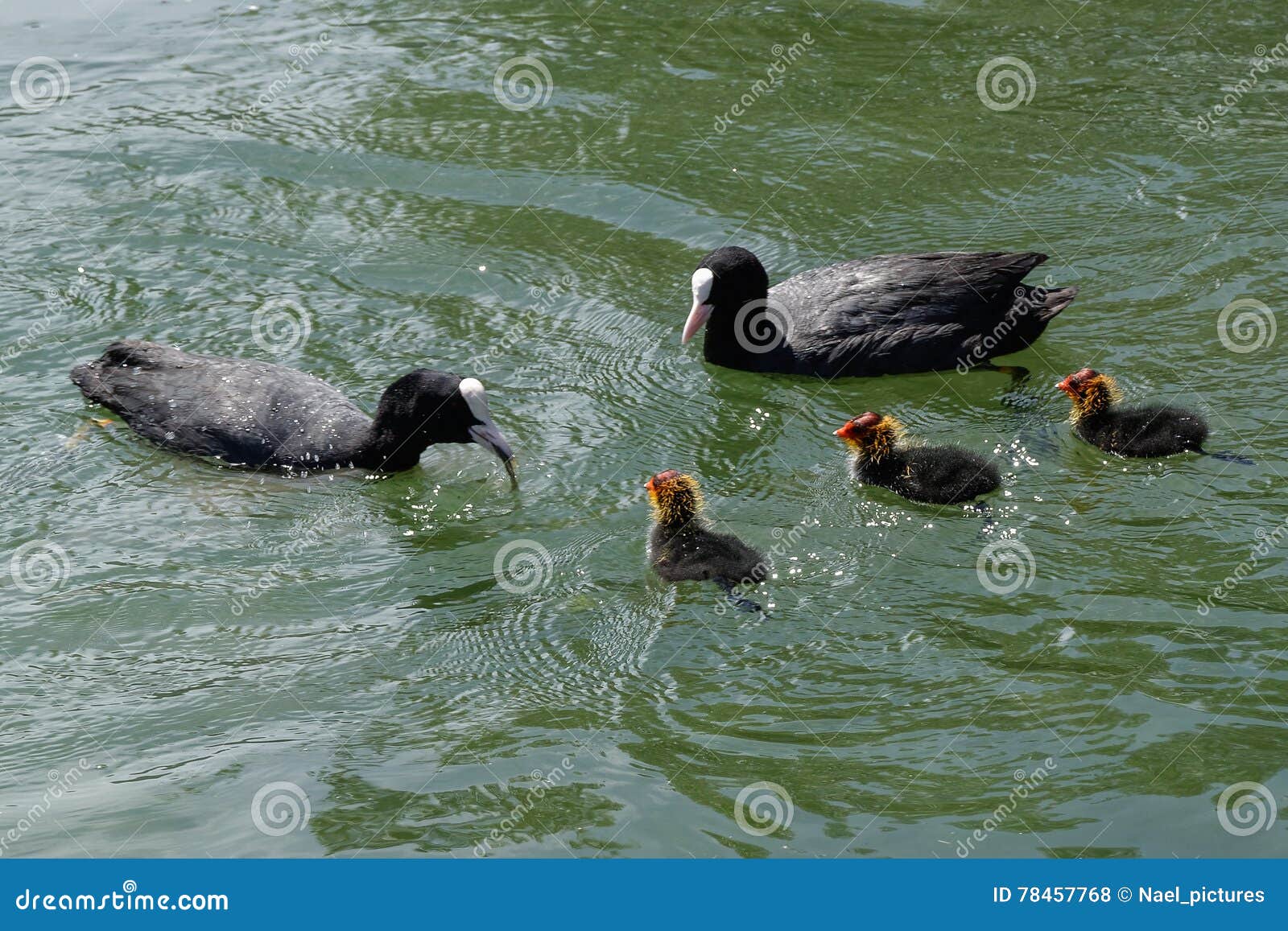 Eurasian Coots and Their Babies Stock Photo - Image of feathers, coot ...