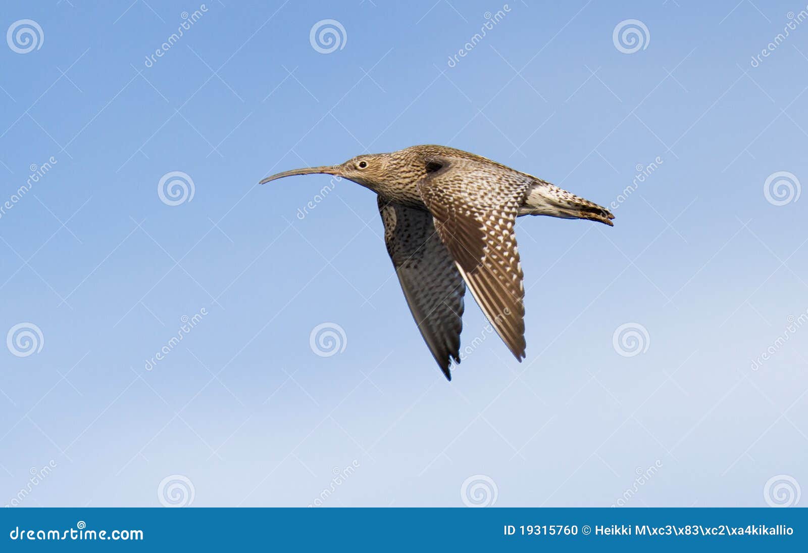 Eurasian Curlew stock photo. Image of flying, spring - 19315760