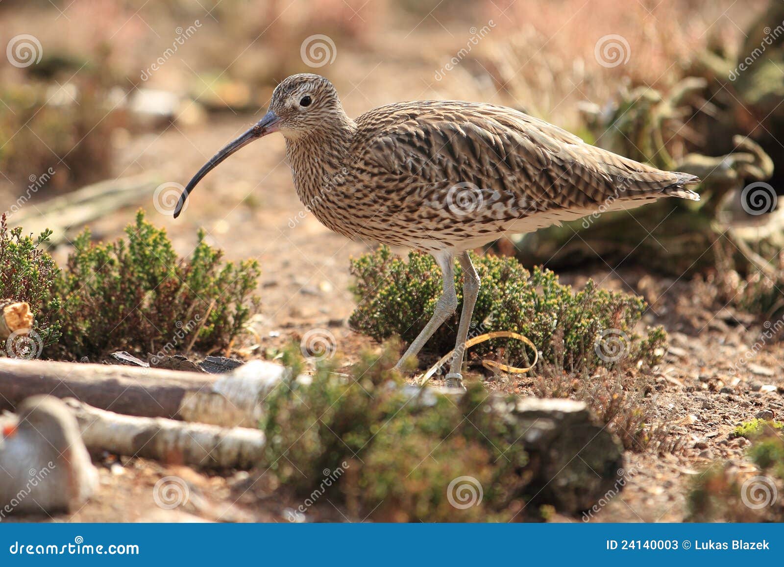 Eurasian Curlew Or Common Curlew Numenius Arquata In Tenerife, The ...
