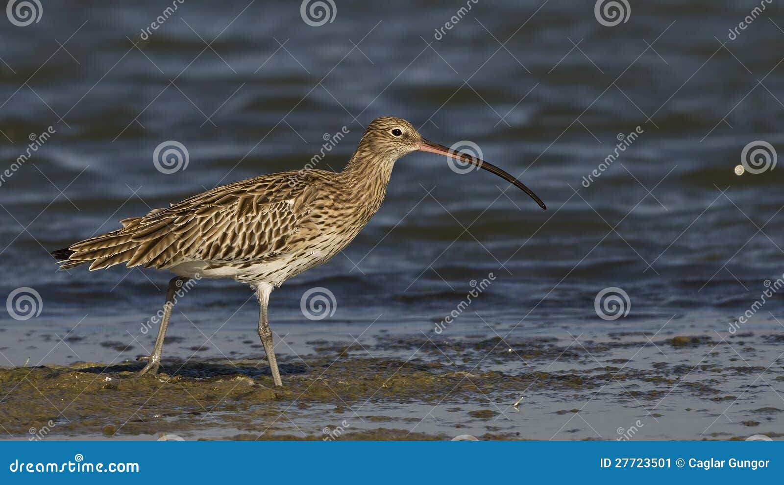 Eurasian Curlew (Numenius Arquata) In Flight, Taken As RSPB Bowers ...