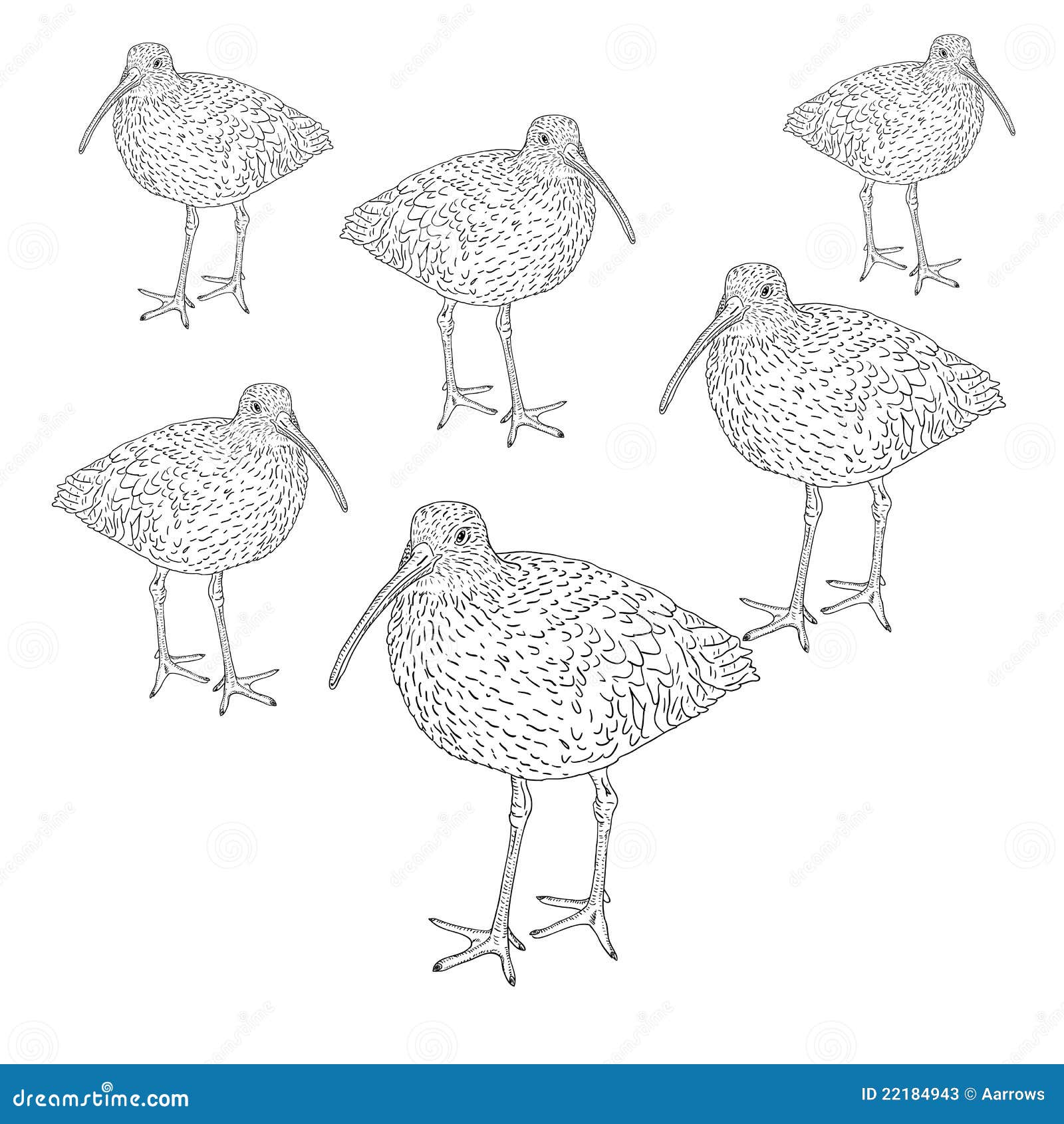 Eurasian Curlew, Bird. Vector Illustration Stock Vector - Illustration ...