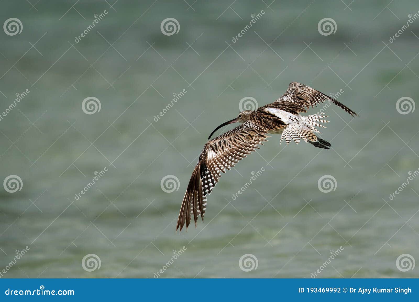 Eurasian curlew flying stock photo. Image of green, beak - 193469992