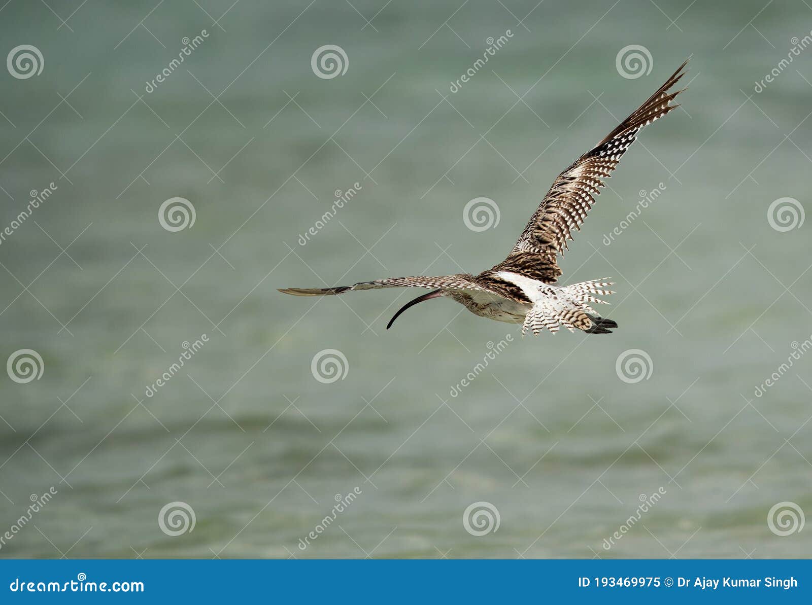 Eurasian Curlew Flying Away Stock Image - Image of animalia, curved ...