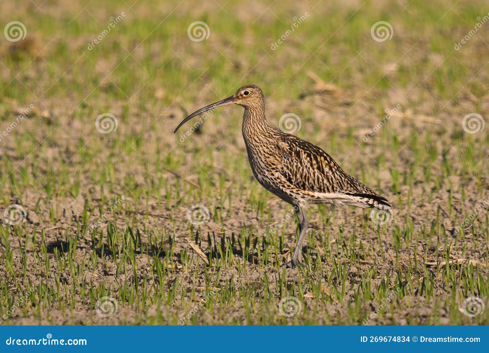 Eurasian Curlew (Numenius Arquata) in the Field Stock Photo - Image of ...