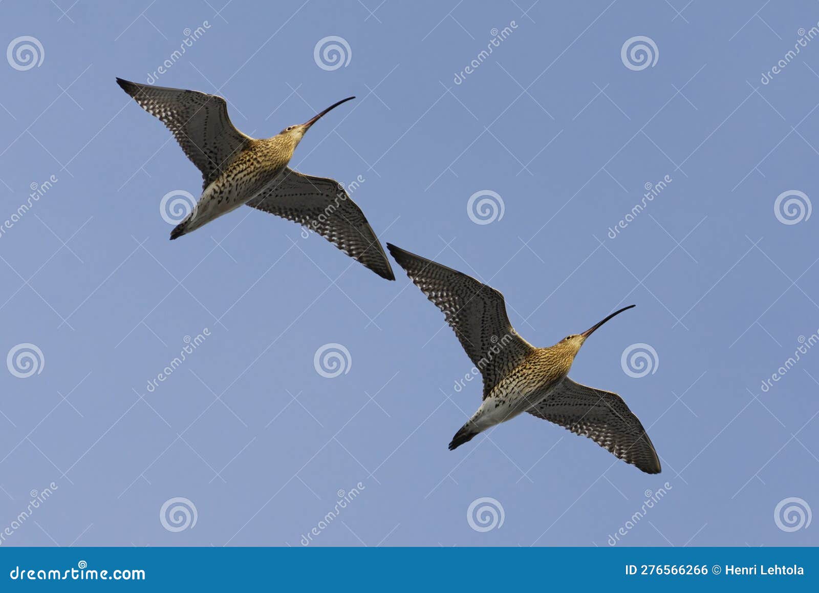 A Pair Flying Jackdaws In The Alps- These Birds Are Real Acrobats Of ...