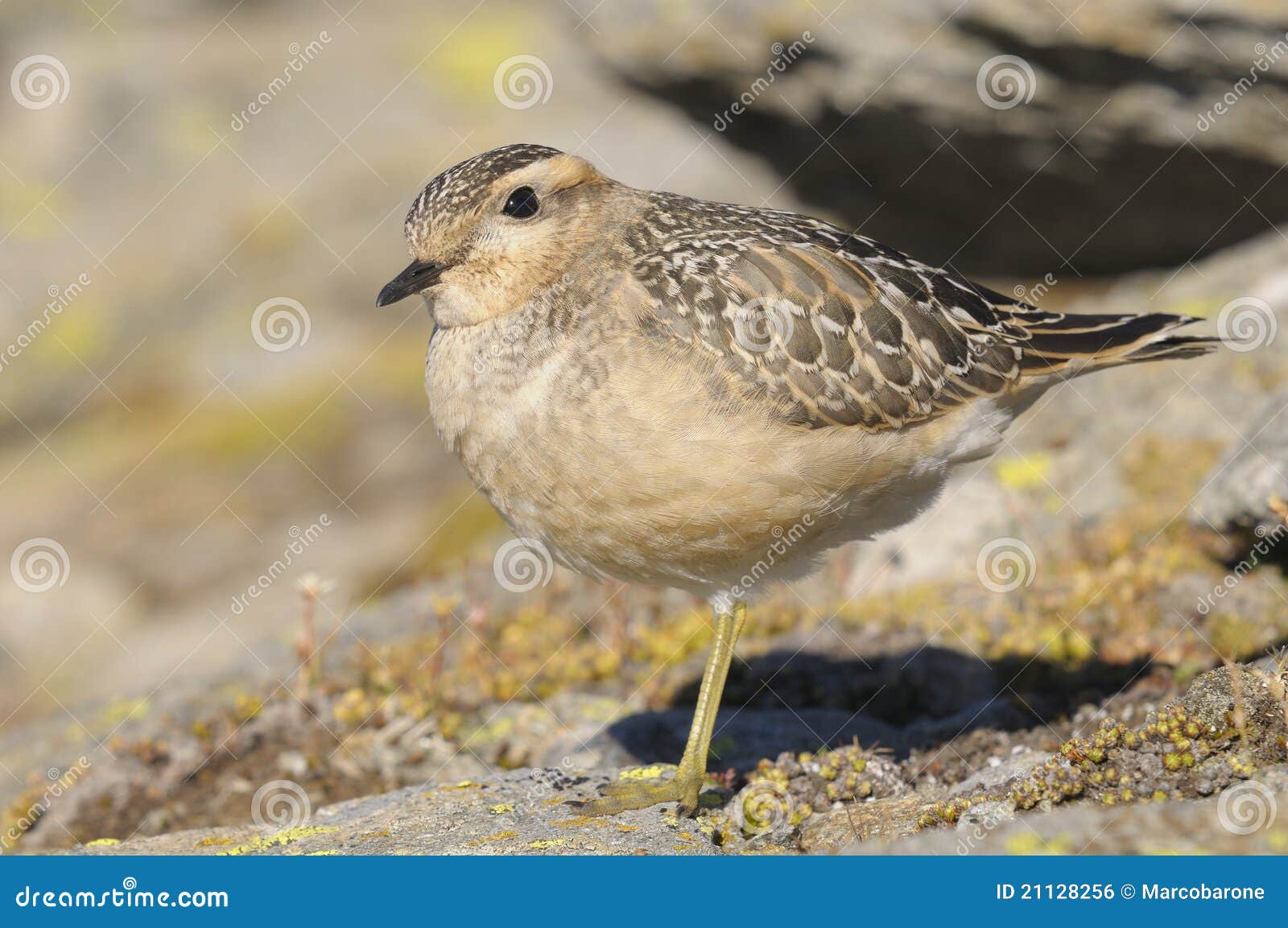 Eurasian Dotterel (Charadrius Morinellus) Stock Photo - Image of beak ...