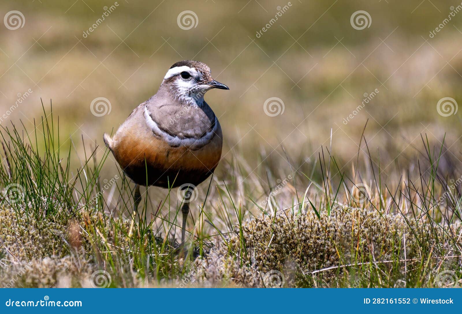 Eurasian Dotterel Perching on Grassland Stock Photo - Image of animal ...
