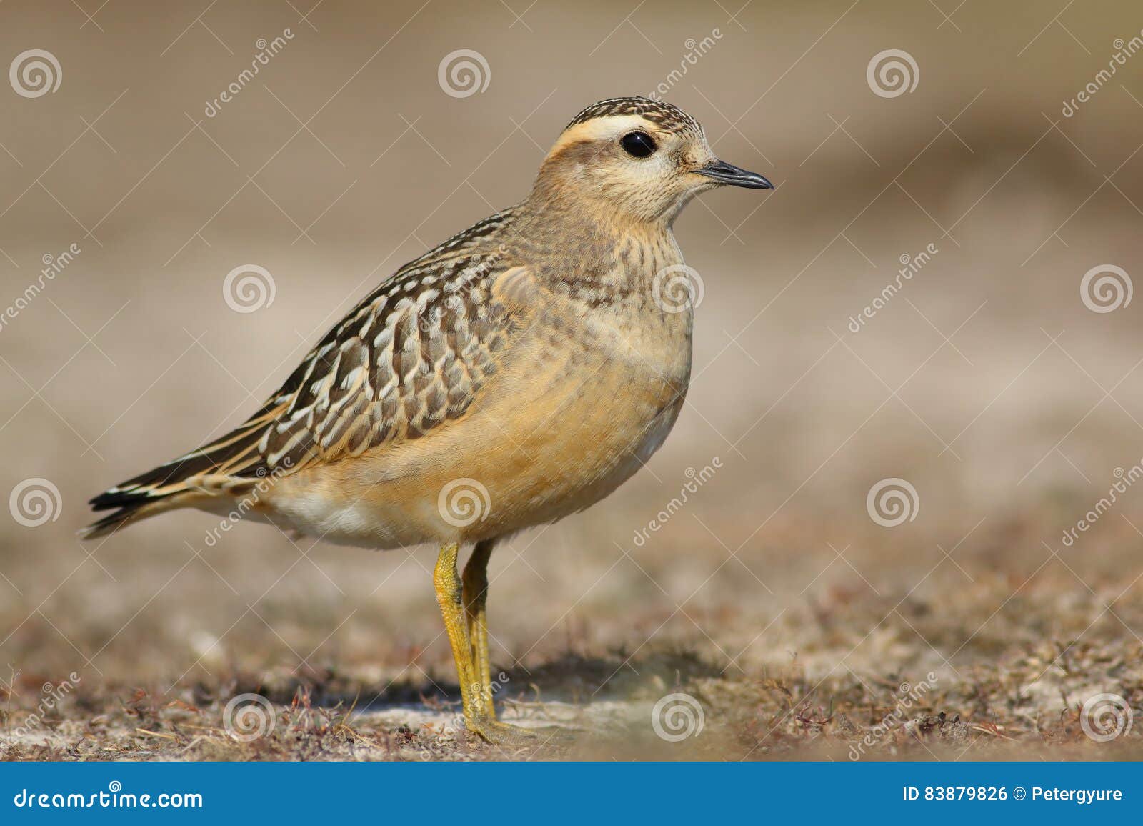 Eurasian Dotterel stock photo. Image of common, bird - 83879826