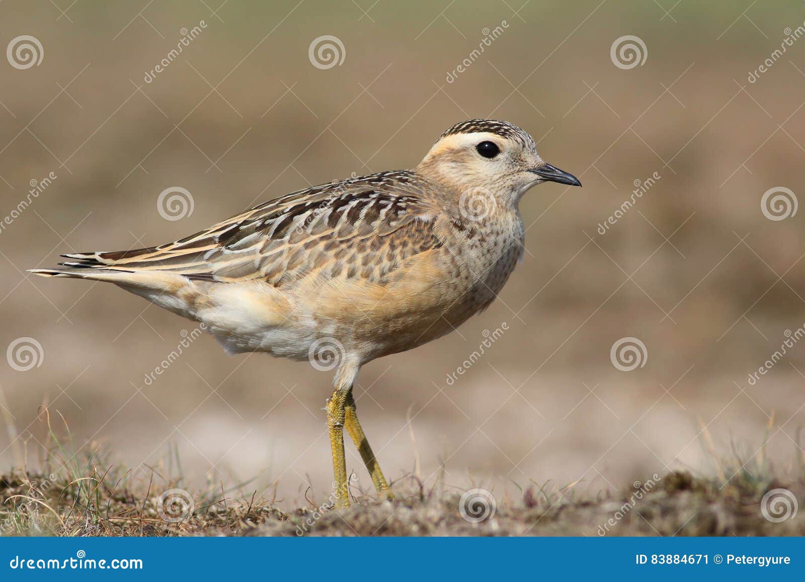 Eurasian Dotterel stock image. Image of colour, birdwatching - 83884671