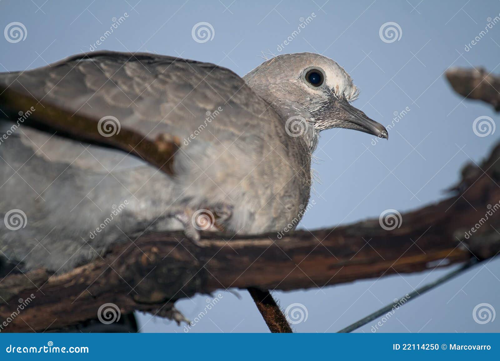 Eurasian Dove stock photo. Image of columbiformes, collared - 22114250