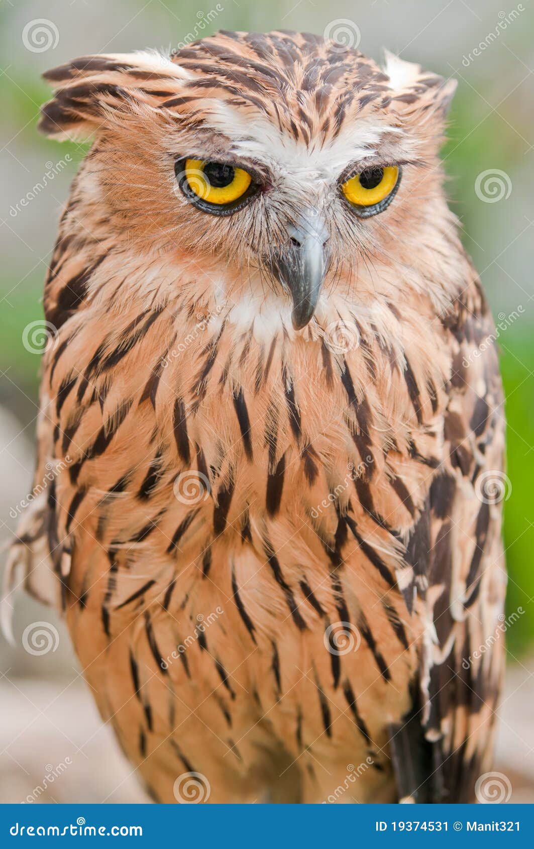 Eurasian Eagle-owl stock image. Image of bird, feather - 19374531