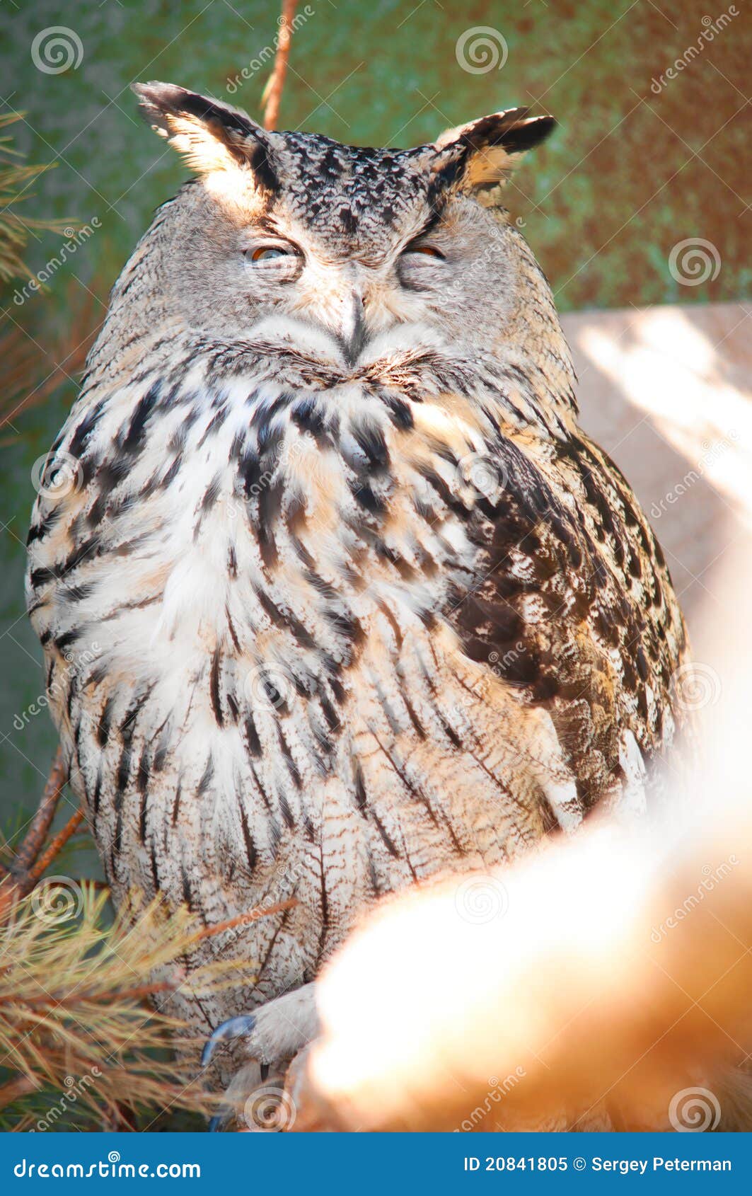 Eurasian Eagle-owl stock image. Image of predatory, horned - 20841805