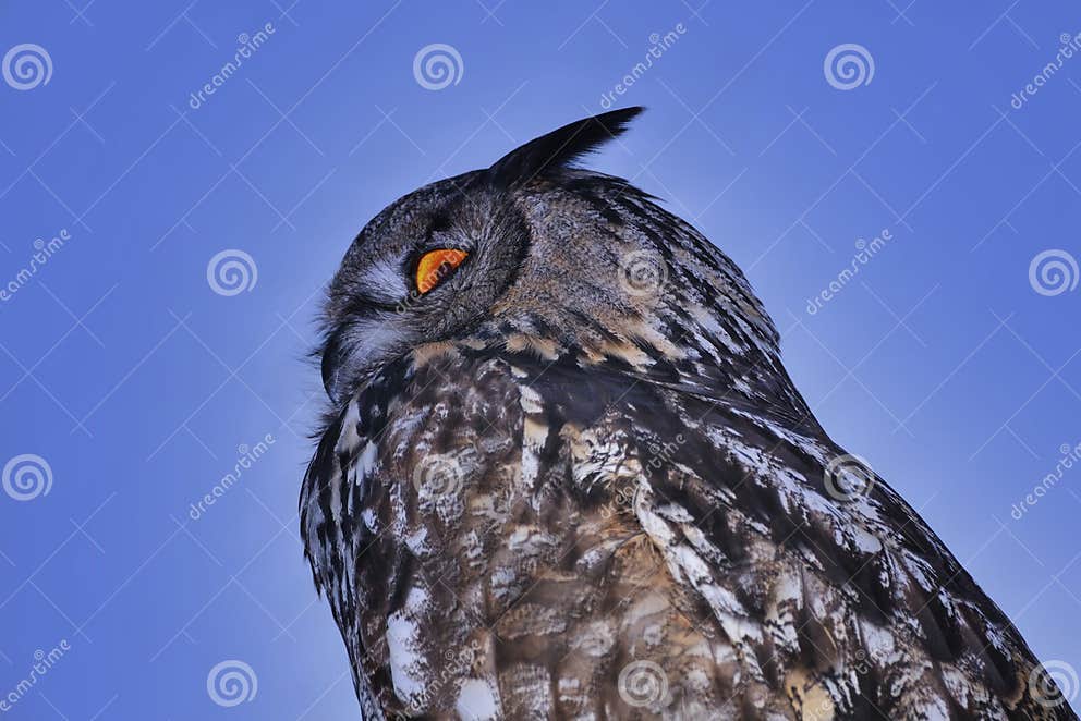 Eurasian Eagle-Owl stock image. Image of gray, neck, bubo - 23258981