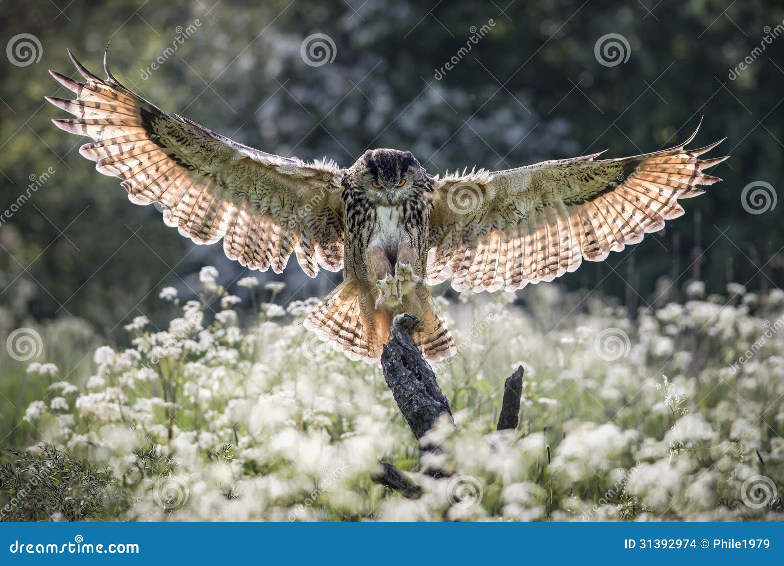 Eurasian Eagle Owl foto de stock. Imagem de vista, rapina - 31392974