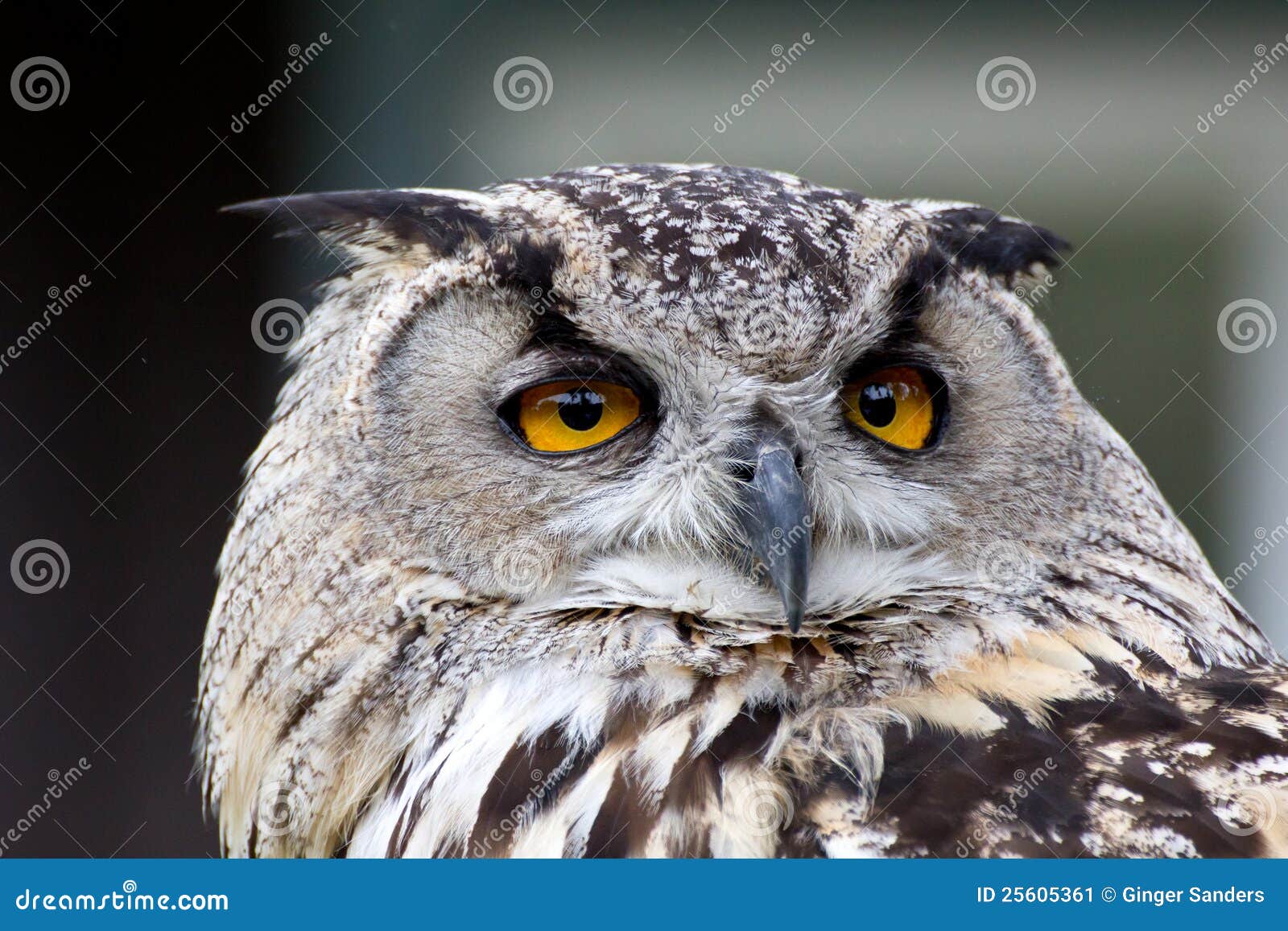 Eurasian Eagle Owl Bird Face Close-up Stock Image - Image of feathers ...