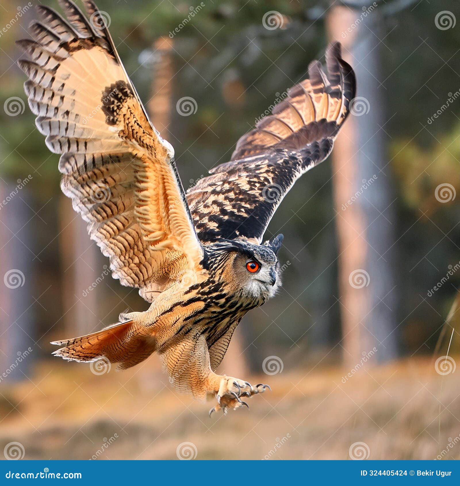 Eurasian Eagle-owl - Bubo Bub. Eurasian Eagle-owl in Flight Stock ...