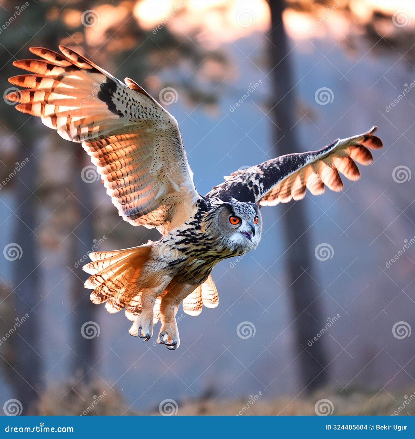 Eurasian Eagle-owl - Bubo Bub. Eurasian Eagle-owl in Flight Stock ...