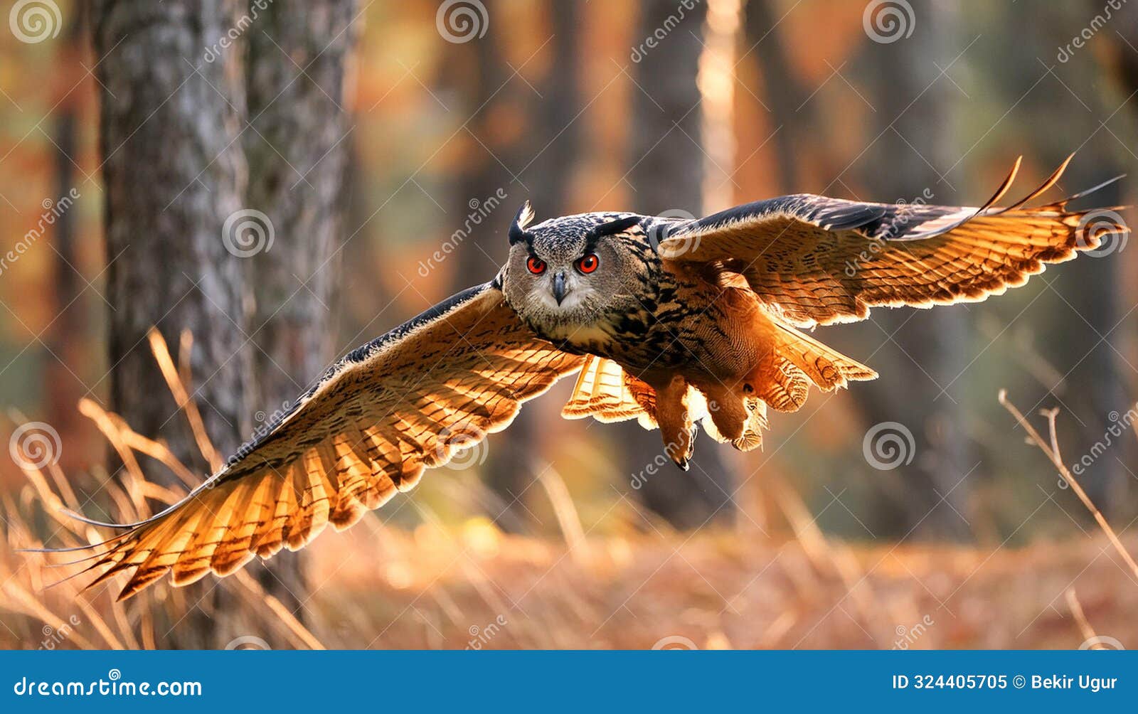 Eurasian Eagle-owl - Bubo Bub. Eurasian Eagle-owl in Flight Stock ...
