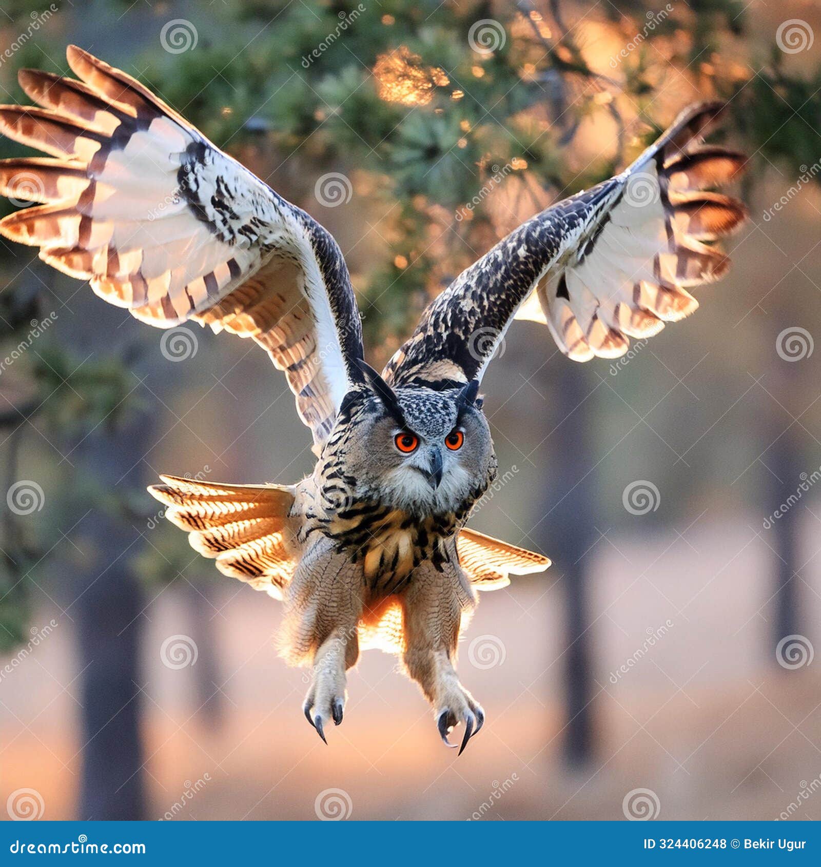 Eurasian Eagle-owl - Bubo Bub. Eurasian Eagle-owl in Flight Stock ...