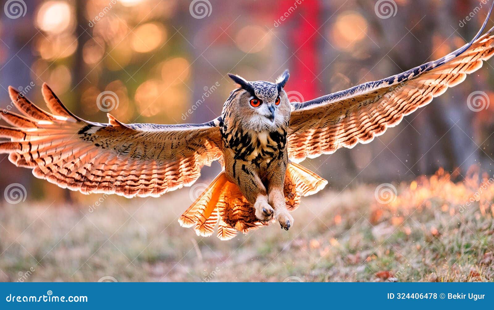 Eurasian Eagle-owl - Bubo Bub. Eurasian Eagle-owl in Flight Stock ...