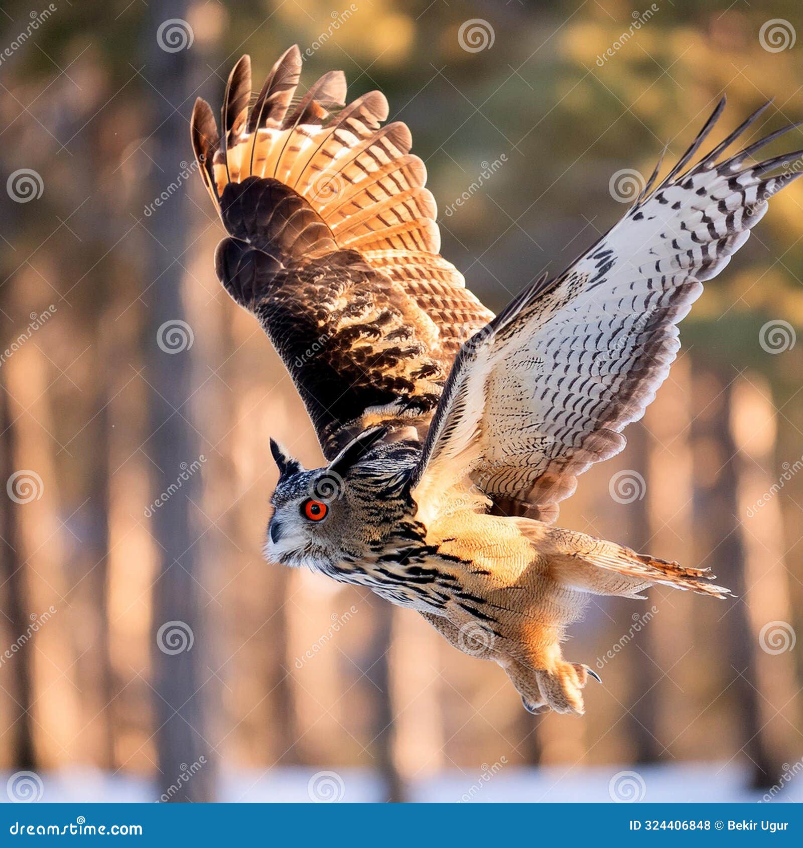 Eurasian Eagle-owl - Bubo Bub. Eurasian Eagle-owl in Flight Stock ...