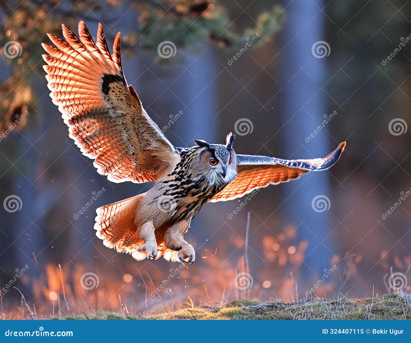 Eurasian Eagle-owl - Bubo Bub. Eurasian Eagle-owl in Flight Stock ...