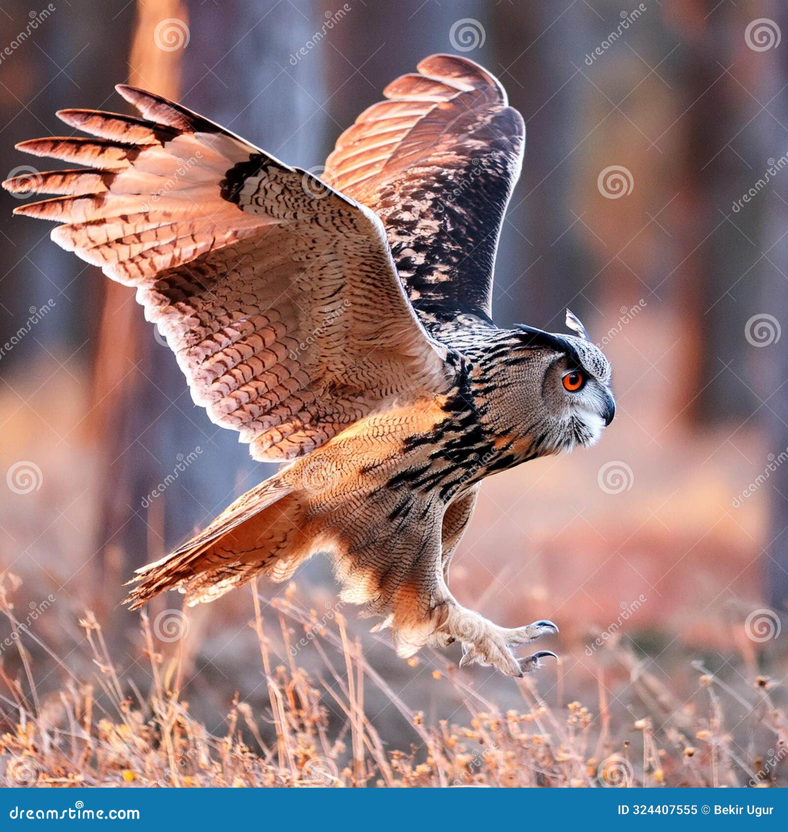 Eurasian Eagle-owl - Bubo Bub. Eurasian Eagle-owl in Flight Stock ...