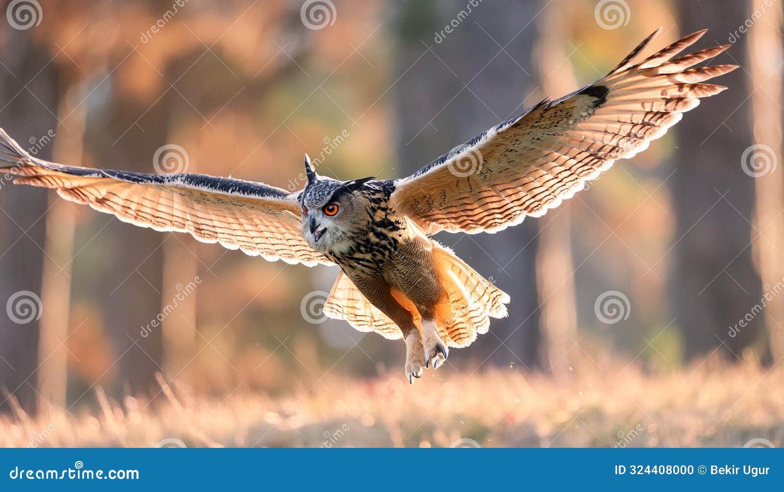 Eurasian Eagle-owl - Bubo Bub. Eurasian Eagle-owl in Flight Stock ...