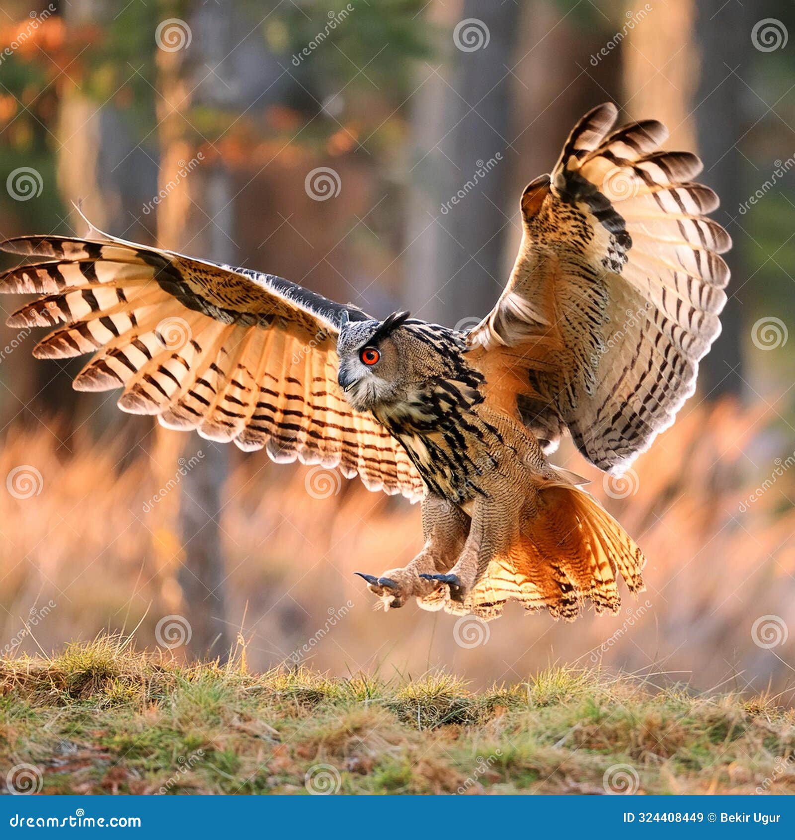 Eurasian Eagle-owl - Bubo Bub. Eurasian Eagle-owl in Flight Stock ...