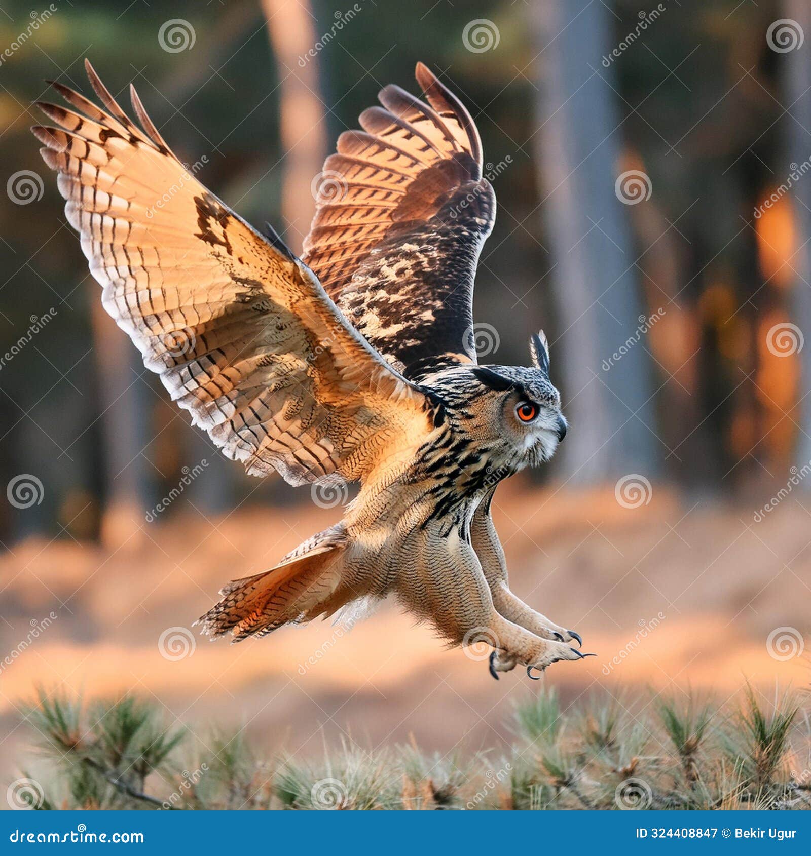 Eurasian Eagle-owl - Bubo Bub. Eurasian Eagle-owl in Flight Stock ...