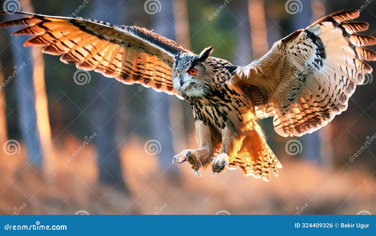 Eurasian Eagle-owl - Bubo Bub. Eurasian Eagle-owl in Flight Stock ...