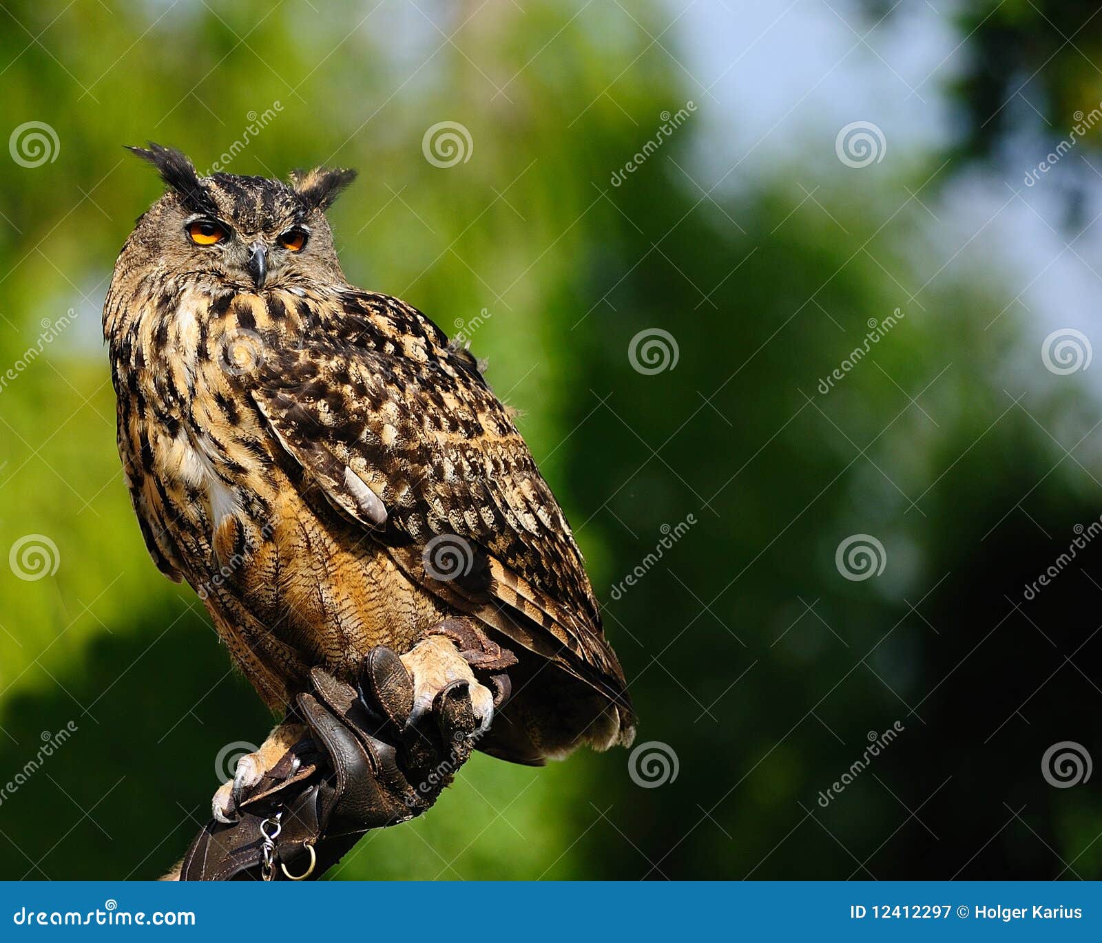 Eurasian Eagle-owl (Bubo Bubo) Stock Image - Image of eurasian, hawking ...