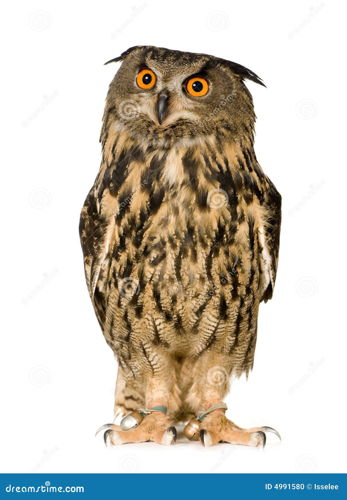 Eurasian Eagle Owl - Bubo Bubo (22 Months) Stock Photo - Image of white ...