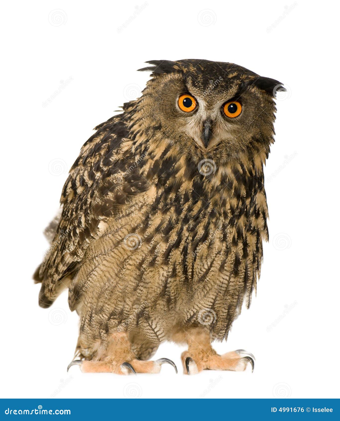 Bubo Bubo Stock Photo | CartoonDealer.com #6202296