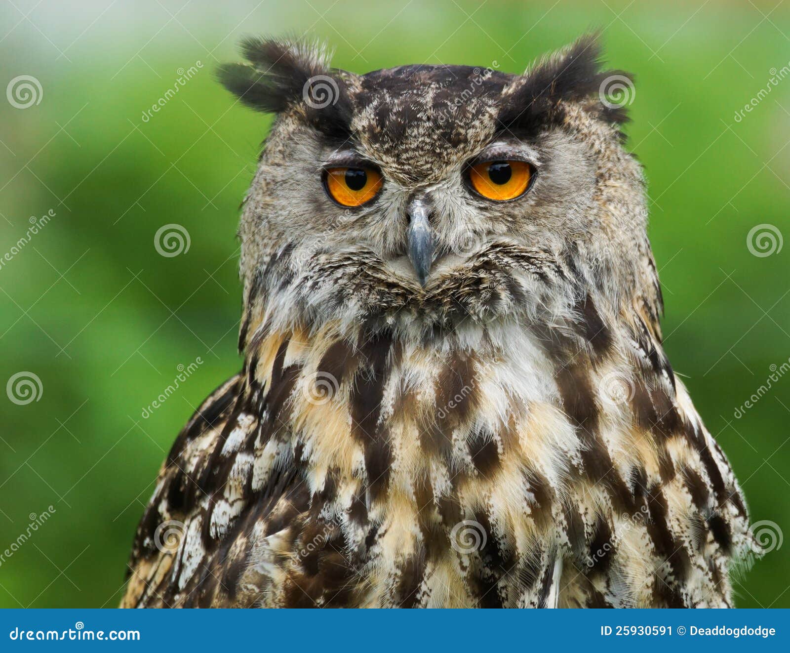 Eurasian Eagle Owl / Bubo Bubo Stock Image - Image of eyes, raptor ...