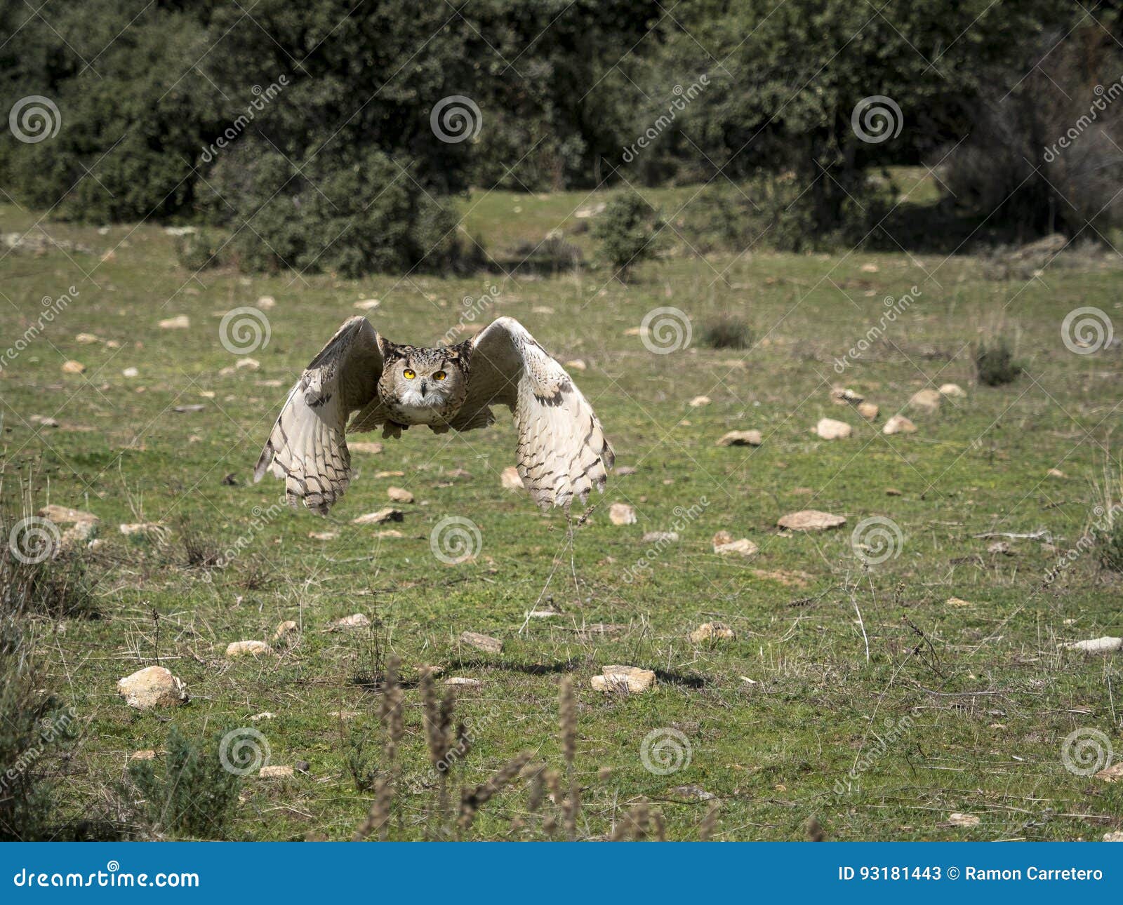 Eurasian Eagle Owl Bubo Bubo Flying in a Falconry Exhibition Stock ...