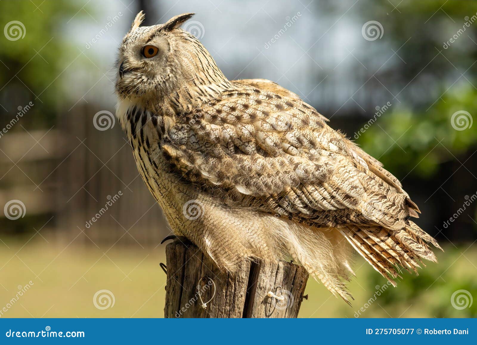 Eurasian eagle-owl stock image. Image of ornithology - 275705077