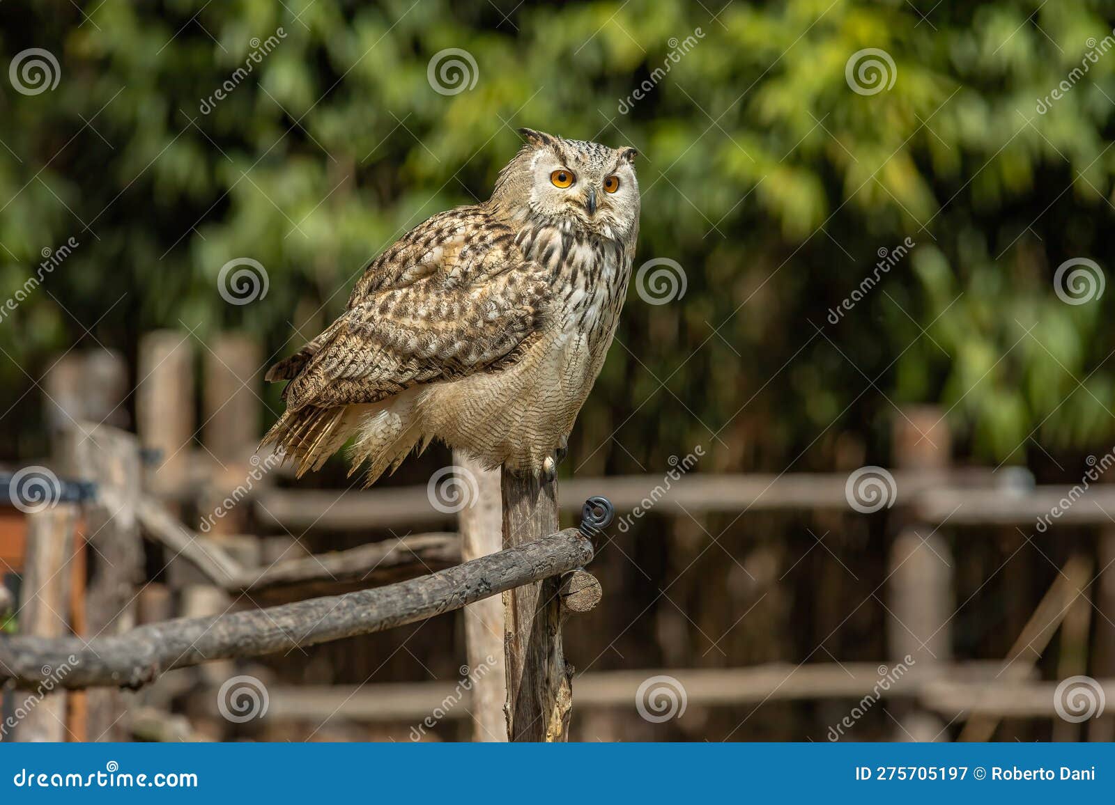 Eurasian eagle-owl stock image. Image of animal, nature - 275705197