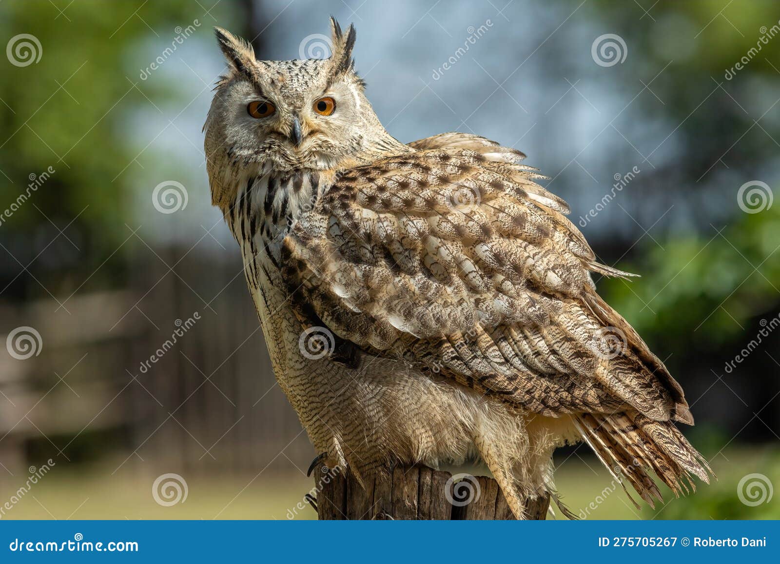 Eurasian eagle-owl stock image. Image of species, nature - 275705267