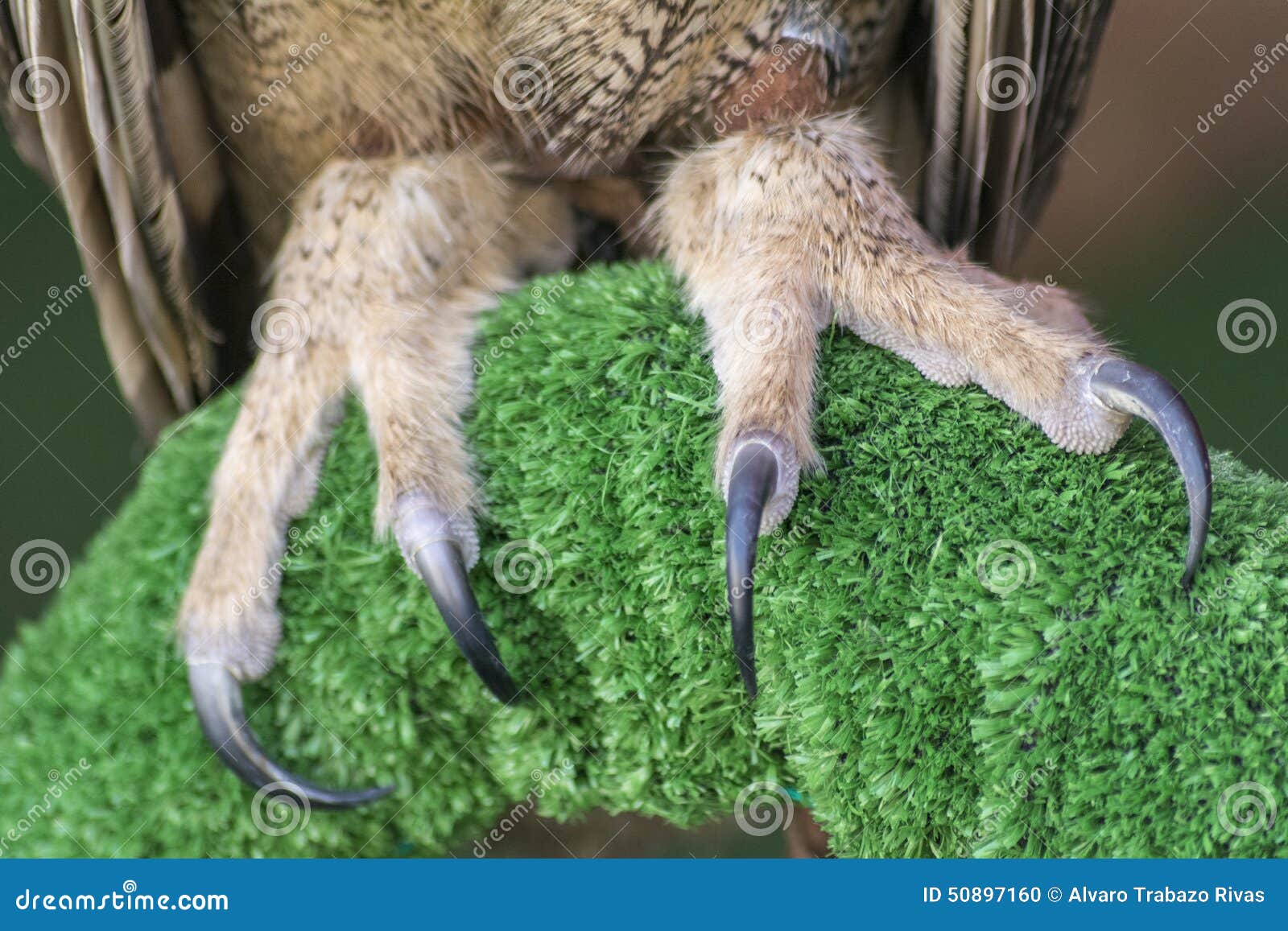Barred Owl Claws