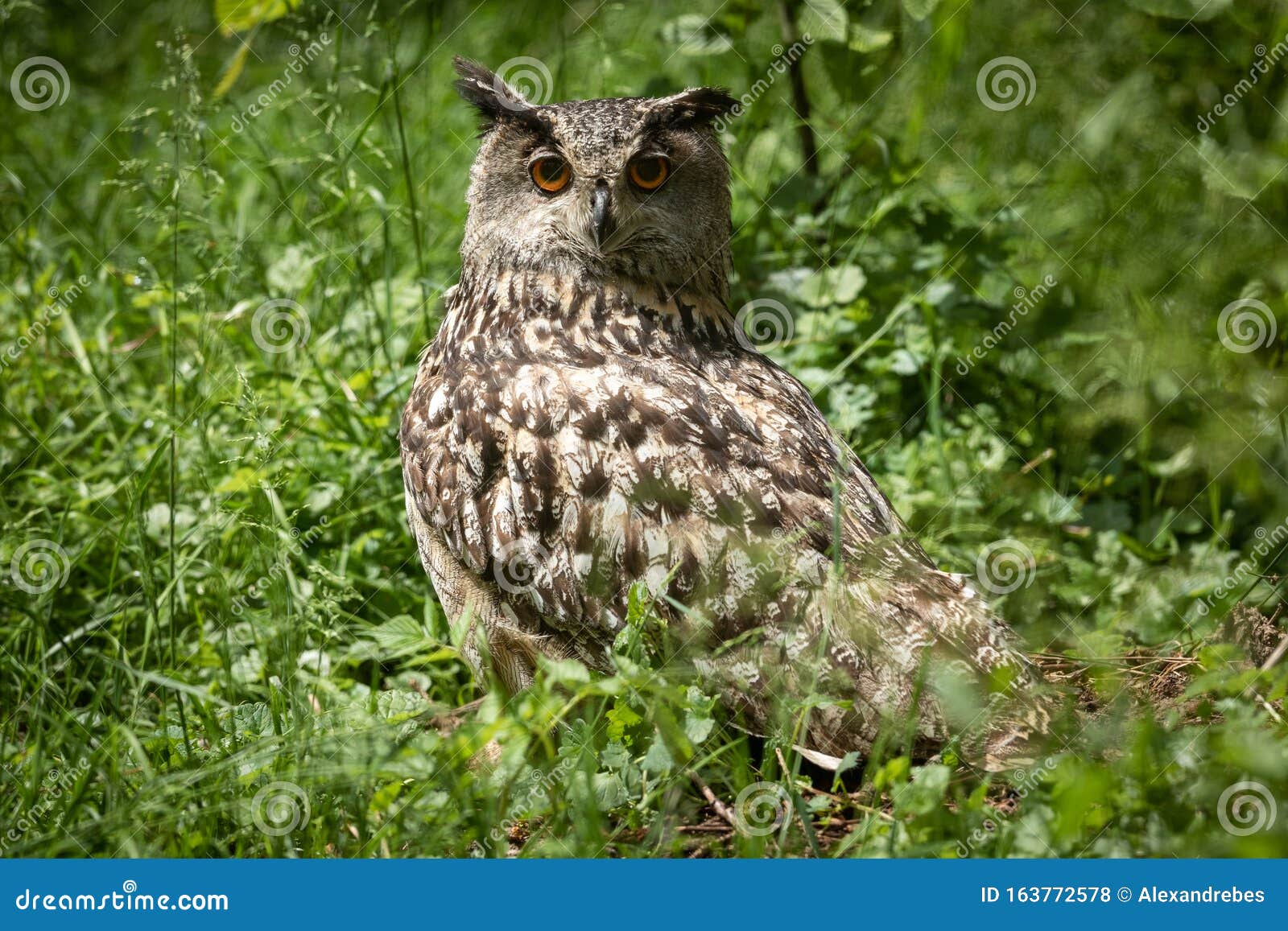 Eurasian eagle owl stock photo. Image of animal, brown - 163772578