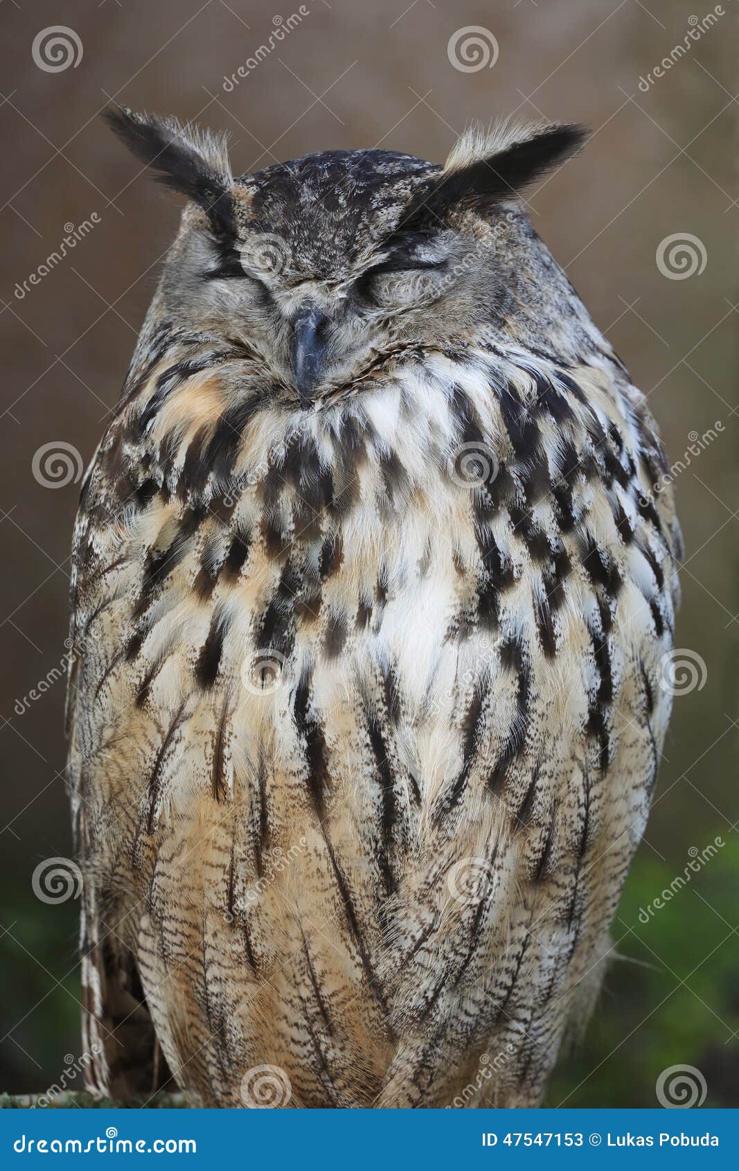 Eurasian eagle owl stock image. Image of eyes, wild, sleepy - 47547153
